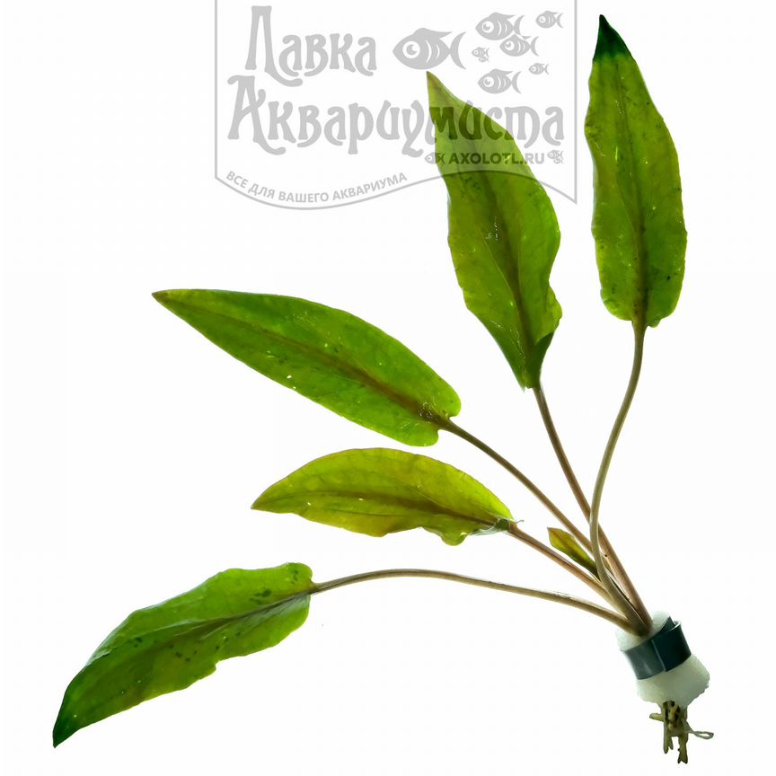 Криптокорина Гудоро, с грузом