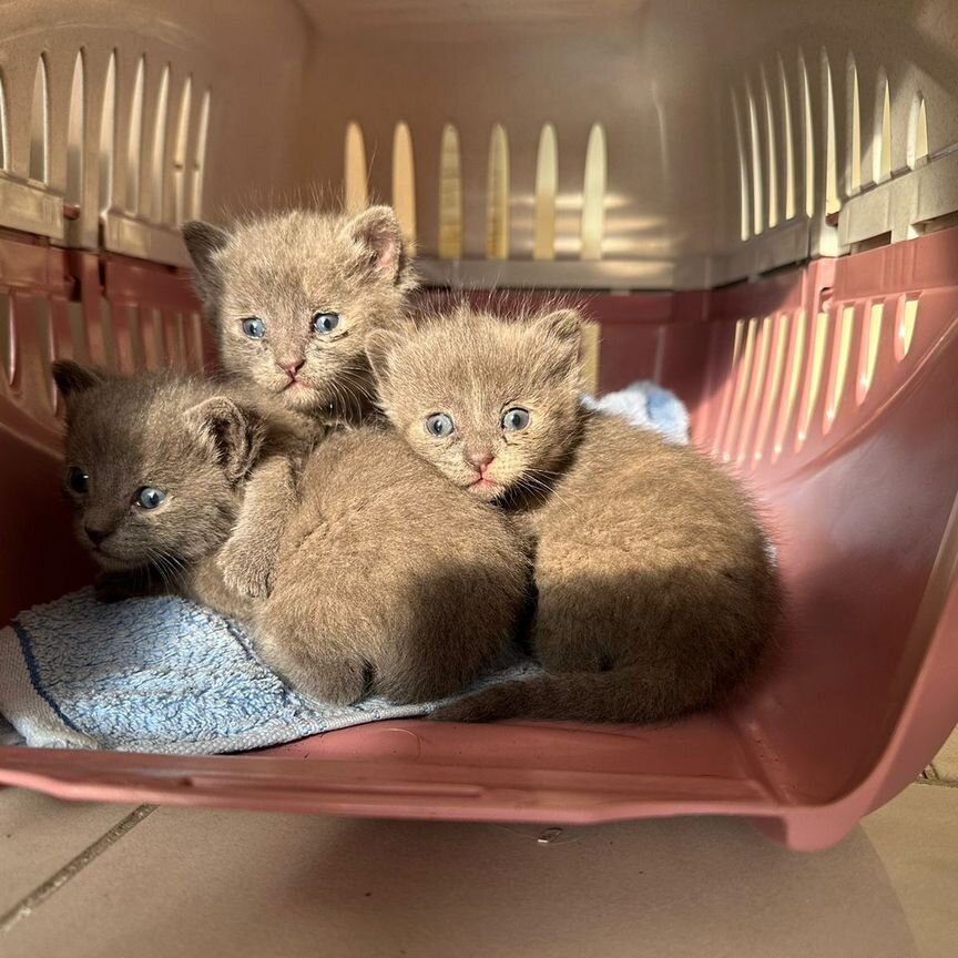 Котята в добрые руки