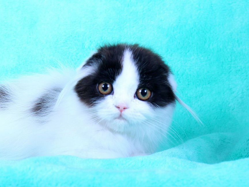 Котенок хайленд фолд