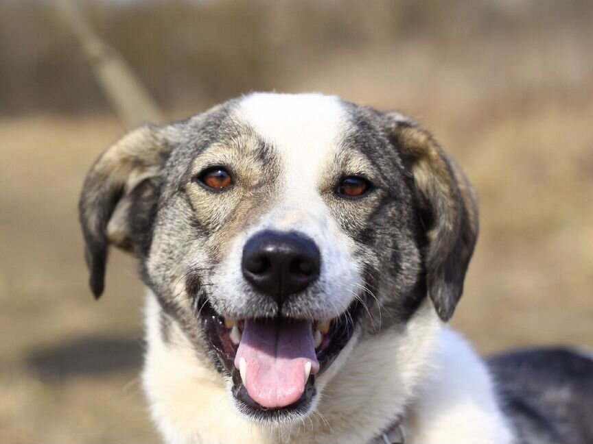 Собака из приюта