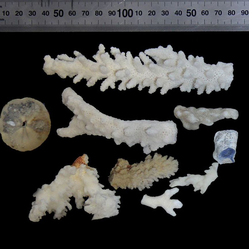 Кораллы натуральные цена за всё