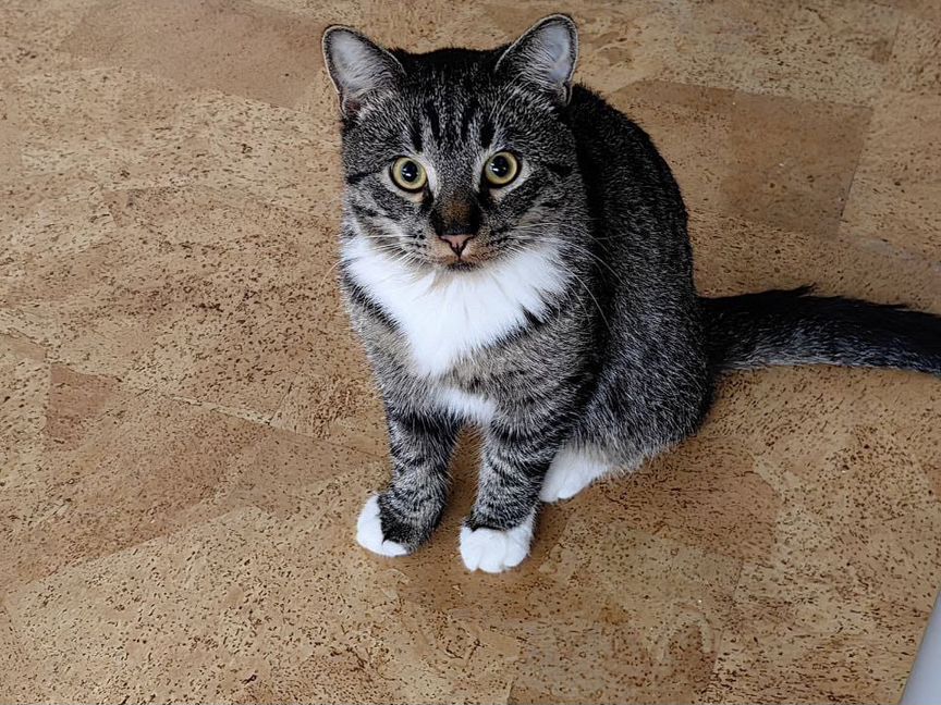 Котенок Серафим, 6 месяцев