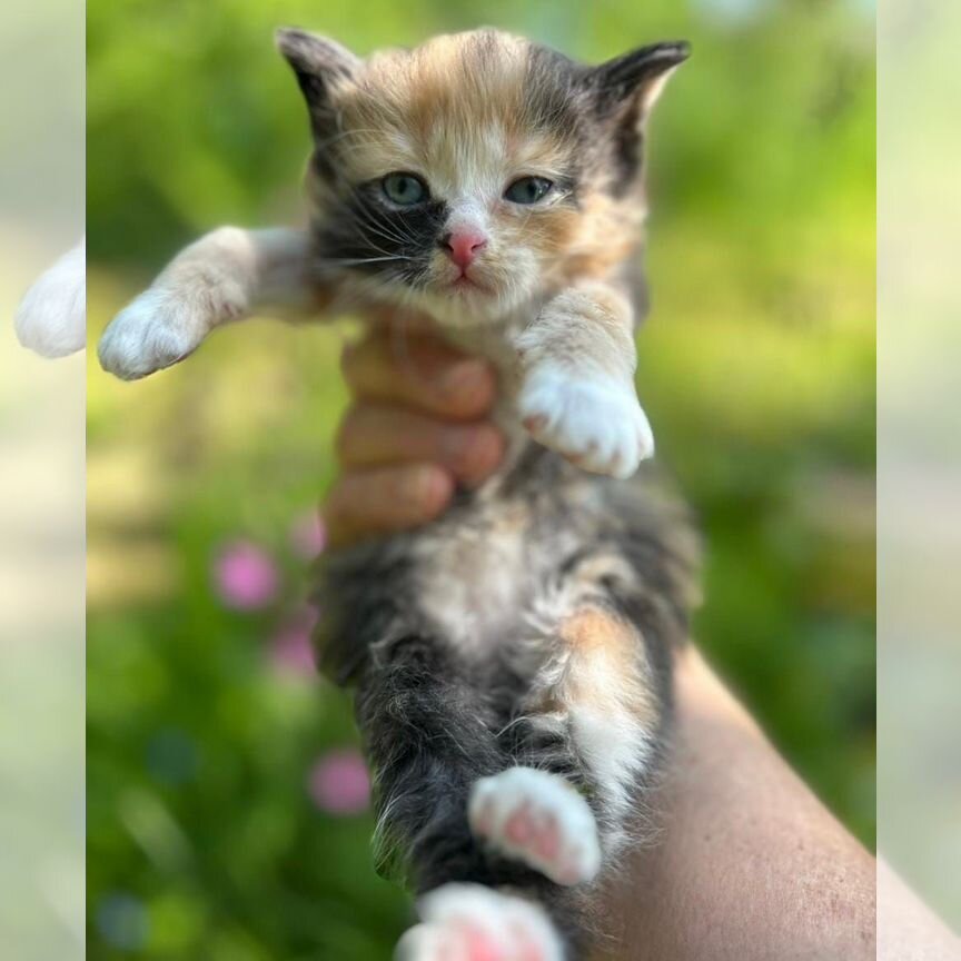 Котенок девочка 1 мес.в добрые руки