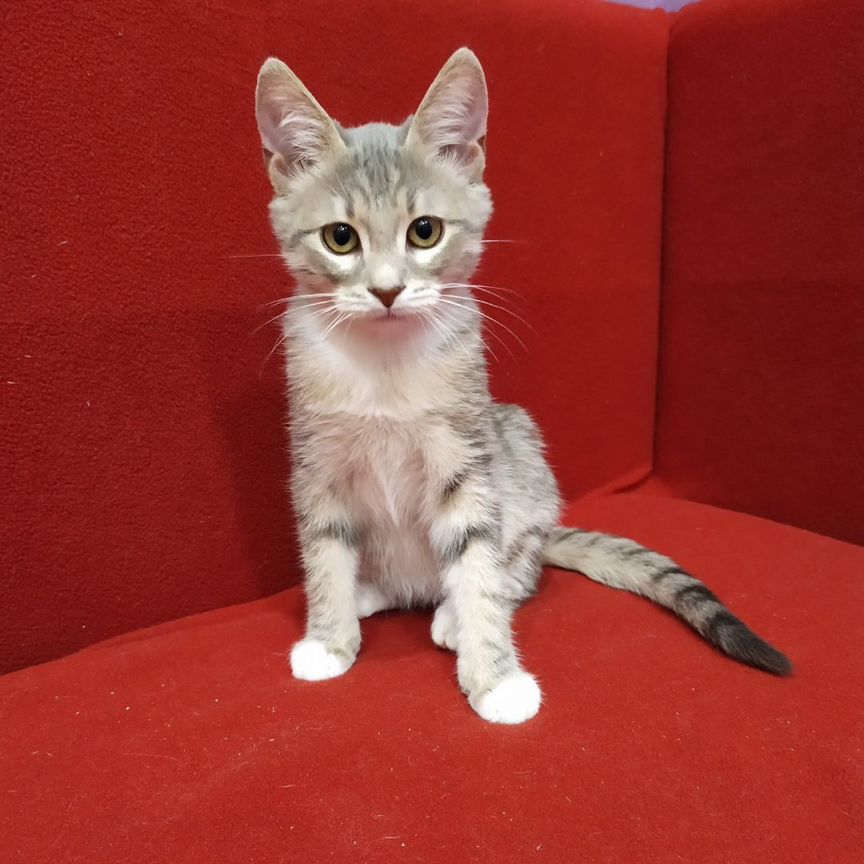 Котик 3,5 месяца в добрые руки