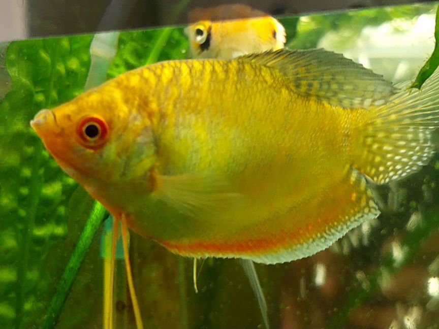 Гурами солнечный
