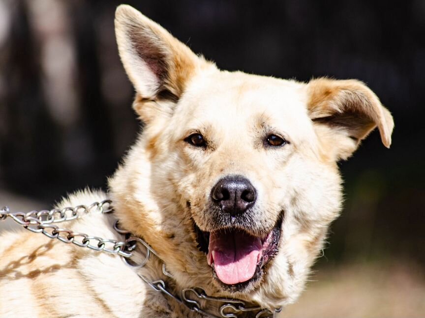 Собака в добрые руки