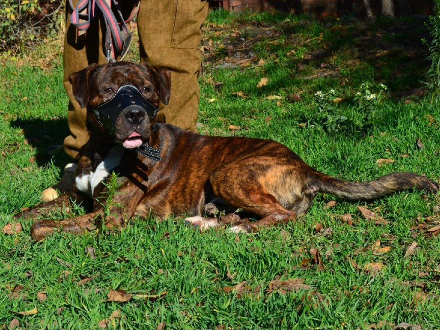 Стаффорд в дар. Не воспитанный нужно заниматься