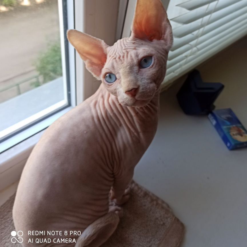 Канадский сфинкс котёнок