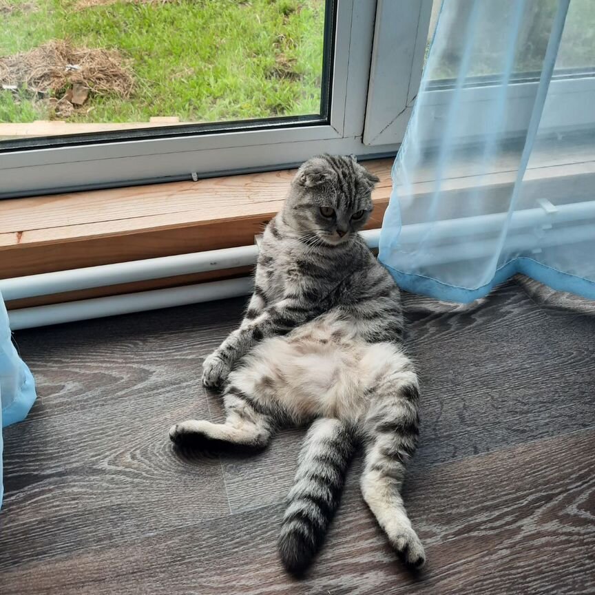 Кошка Алиса