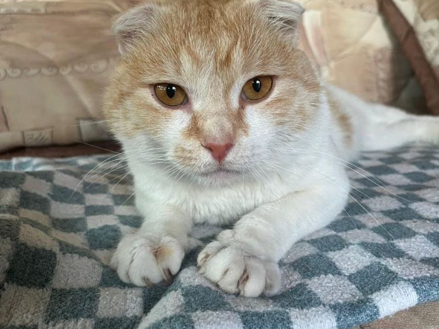 Порода не известна