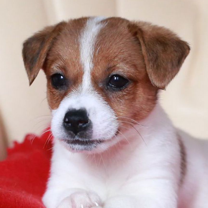 Джек-рассел-терьер, щенок