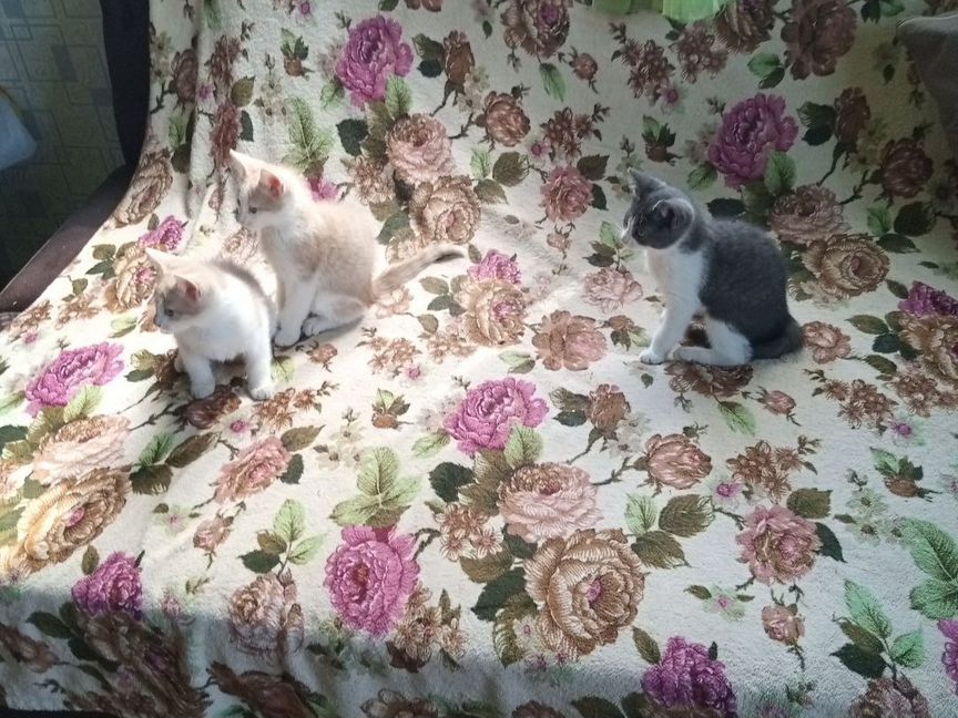 Котята в добрые руки бесплатно