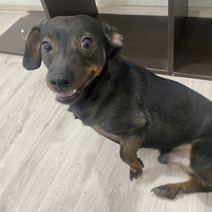 Щенок в добрые руки