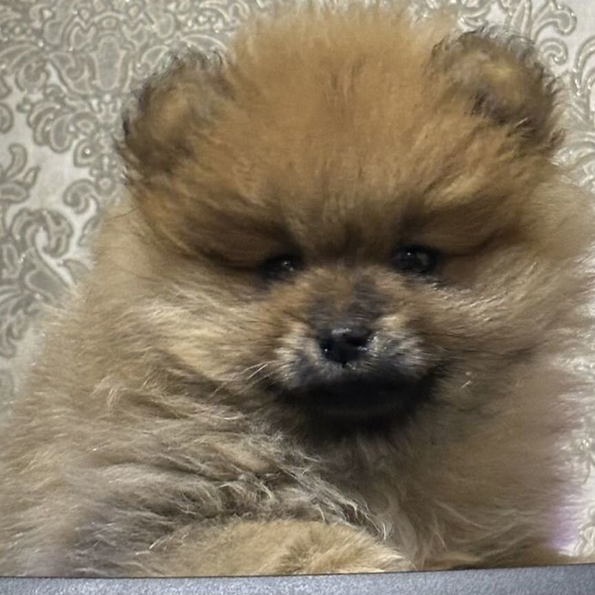 Померанский шпиц, щенок