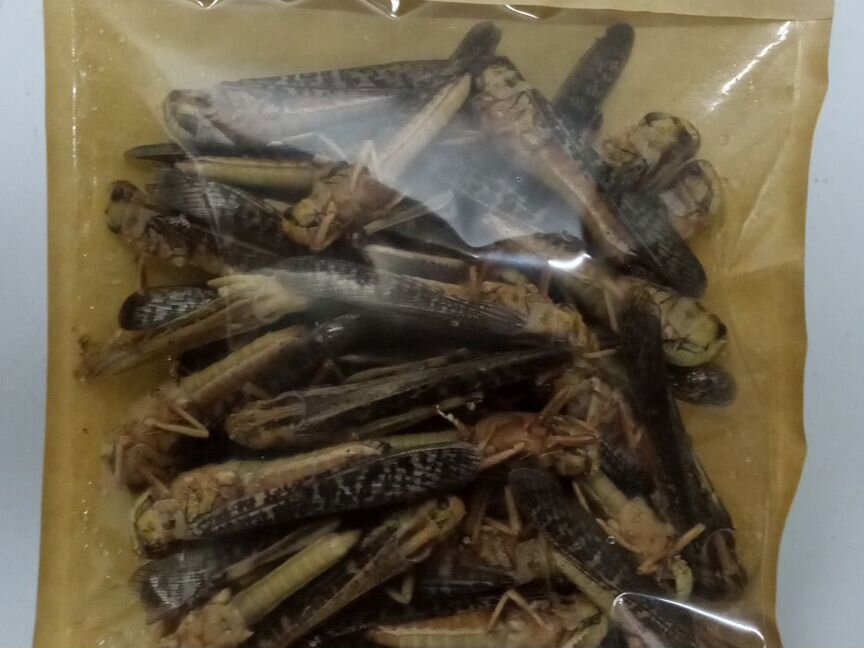 Саранча в заморозке