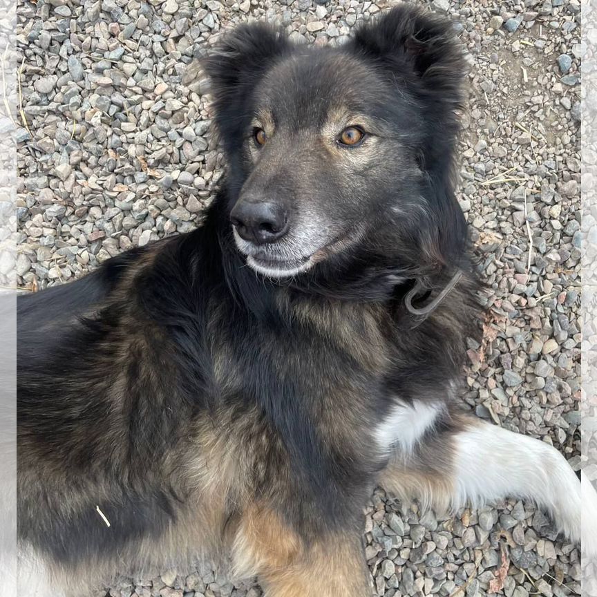 Взрослый пёс в добрые руки