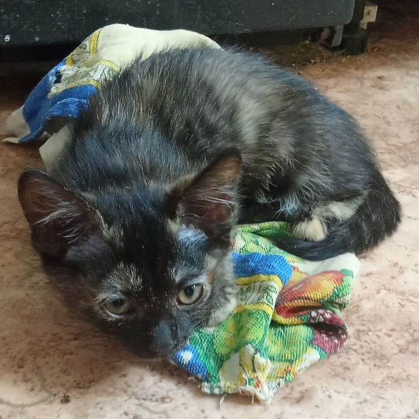 Котёнок в добрые руки