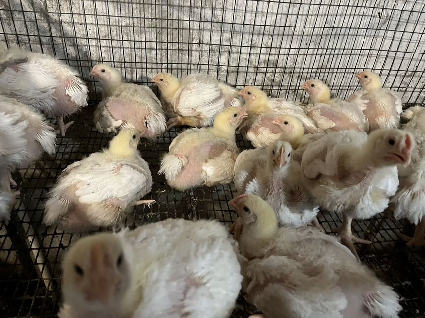 Цыплята-табака бройлеры живым весом
