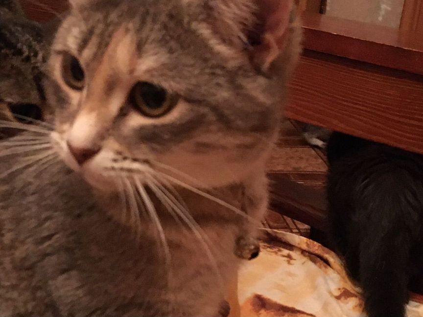 Котенок в семью