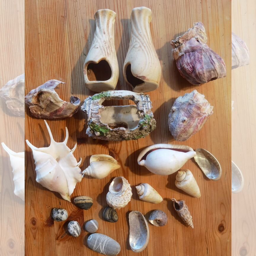 Ракушки, камешки и декор для аквариума