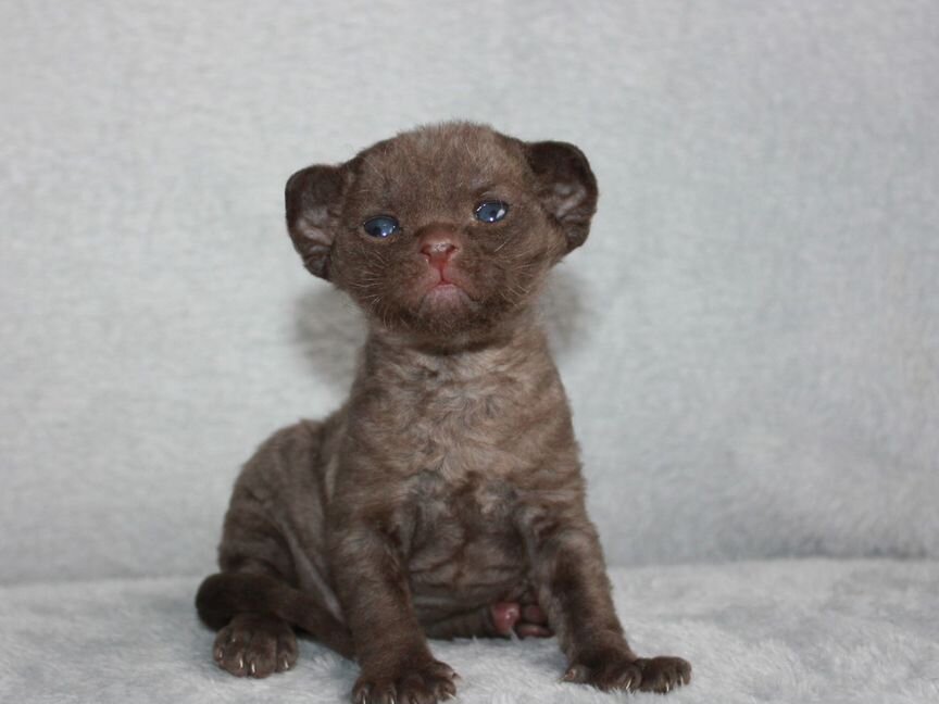 Мальчишки плюшевые мишки