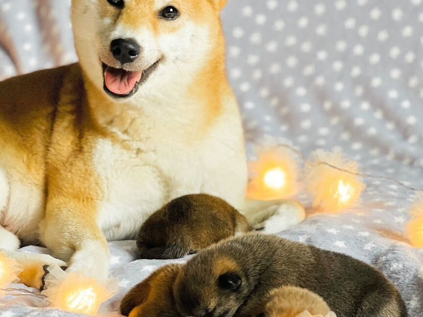 Щенки сиба ину от чемпиона мира