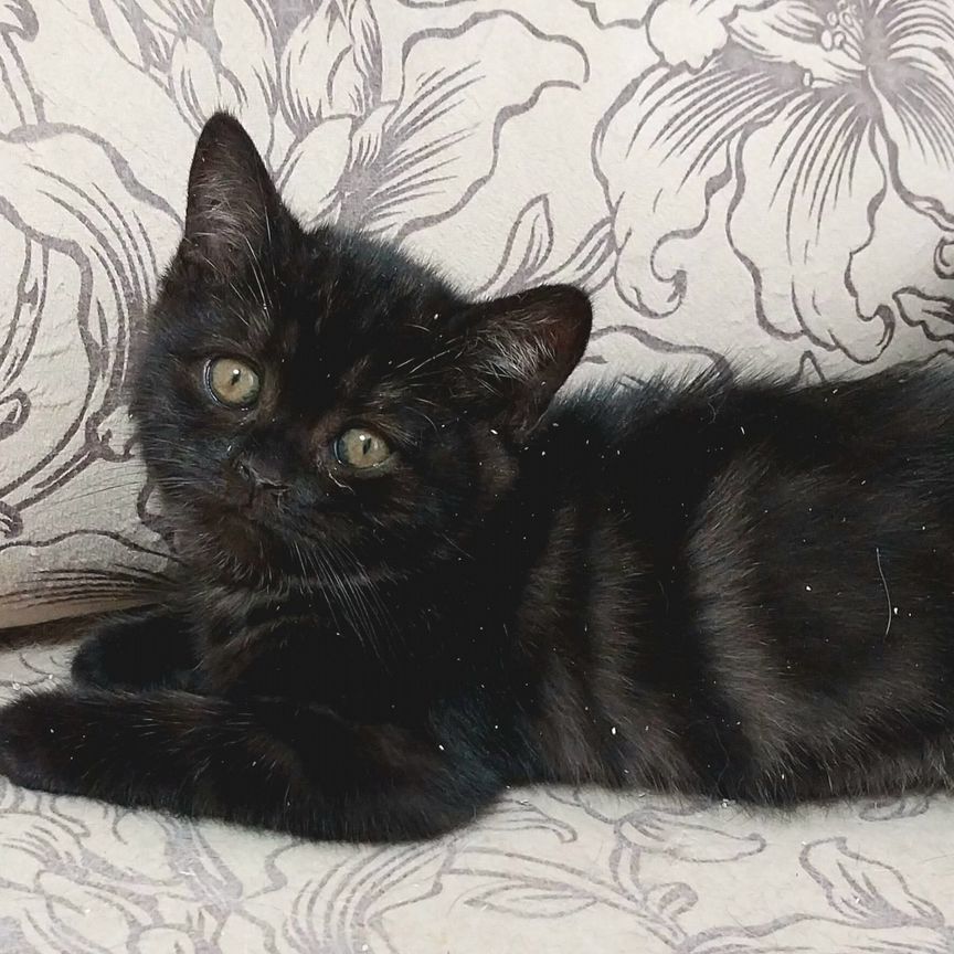 Шотландский прямоухий короткошёрстный котёнок