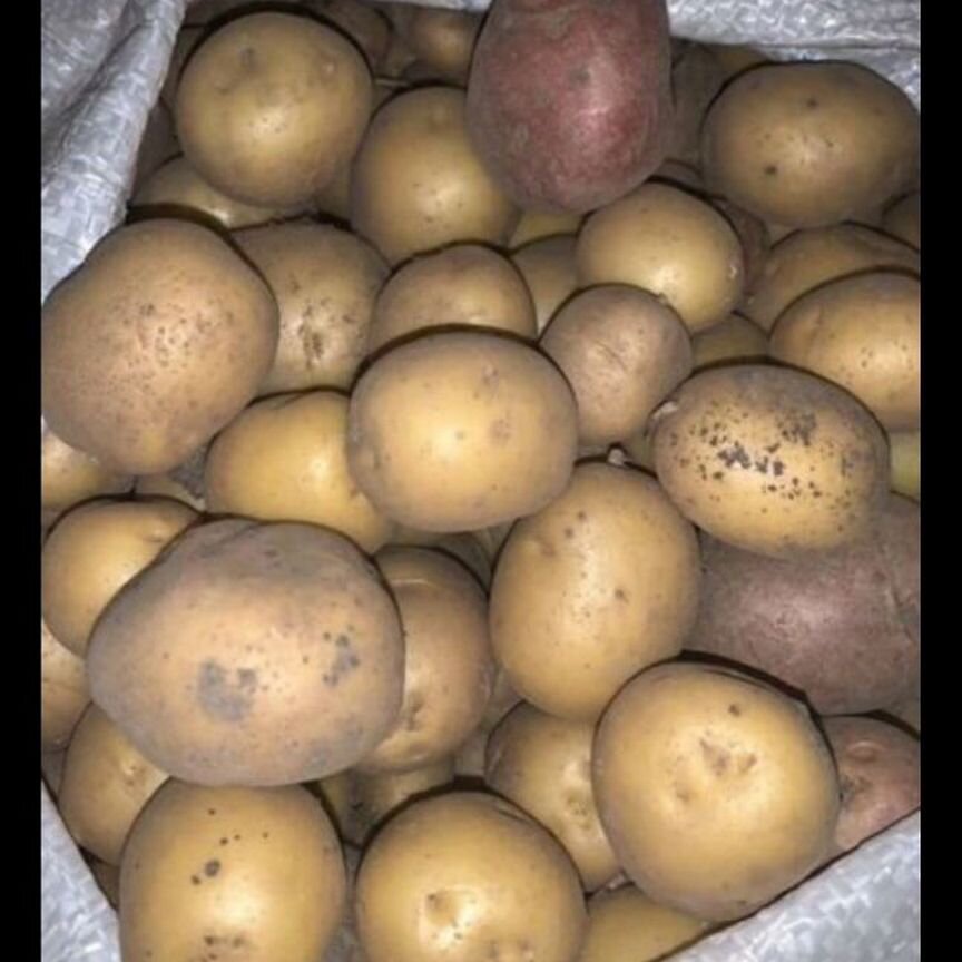 Картофель на корм скоту