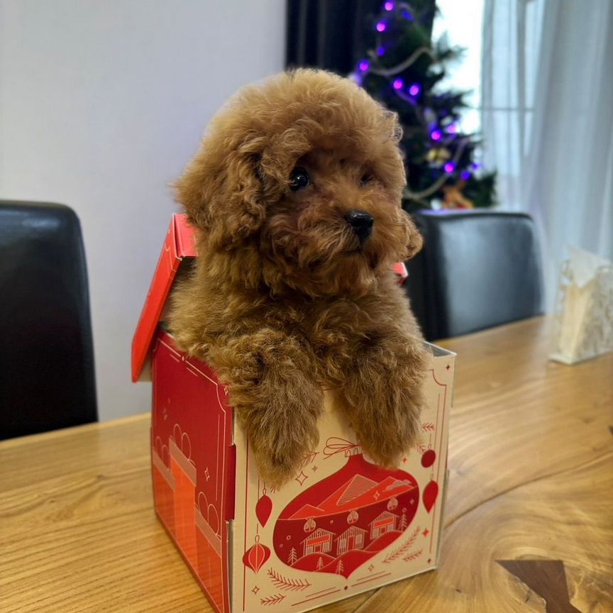 Той-пудель мальчик РКФ