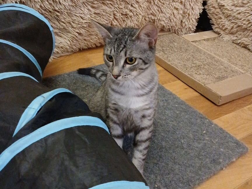 Котенок нуждается в доме