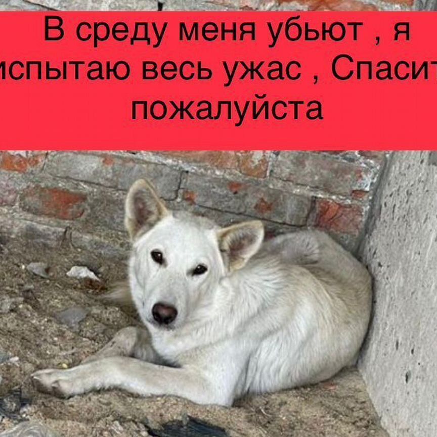 Взрослый пёс в добрые руки