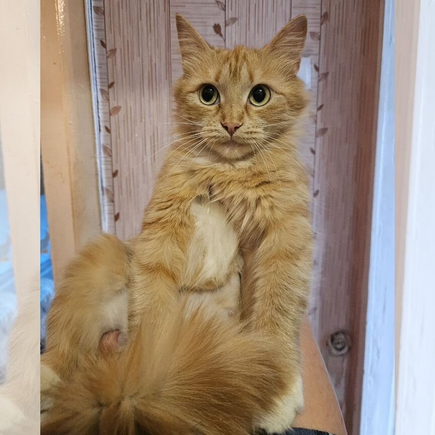 Взрослая, кошка в добрые руки