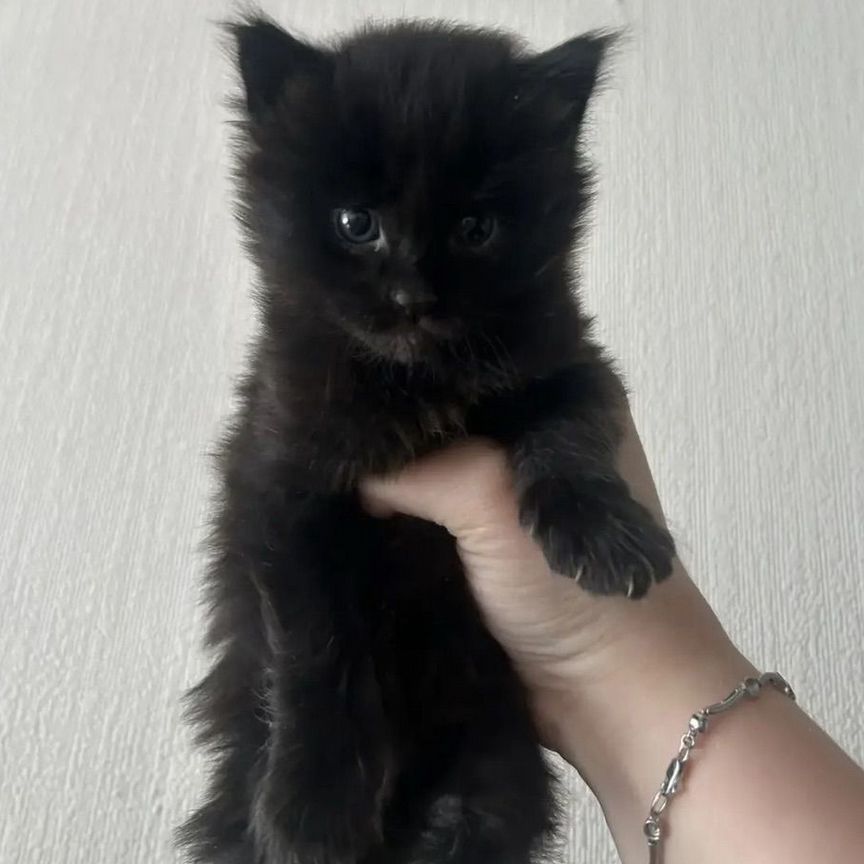 Мейн-кун котёнок