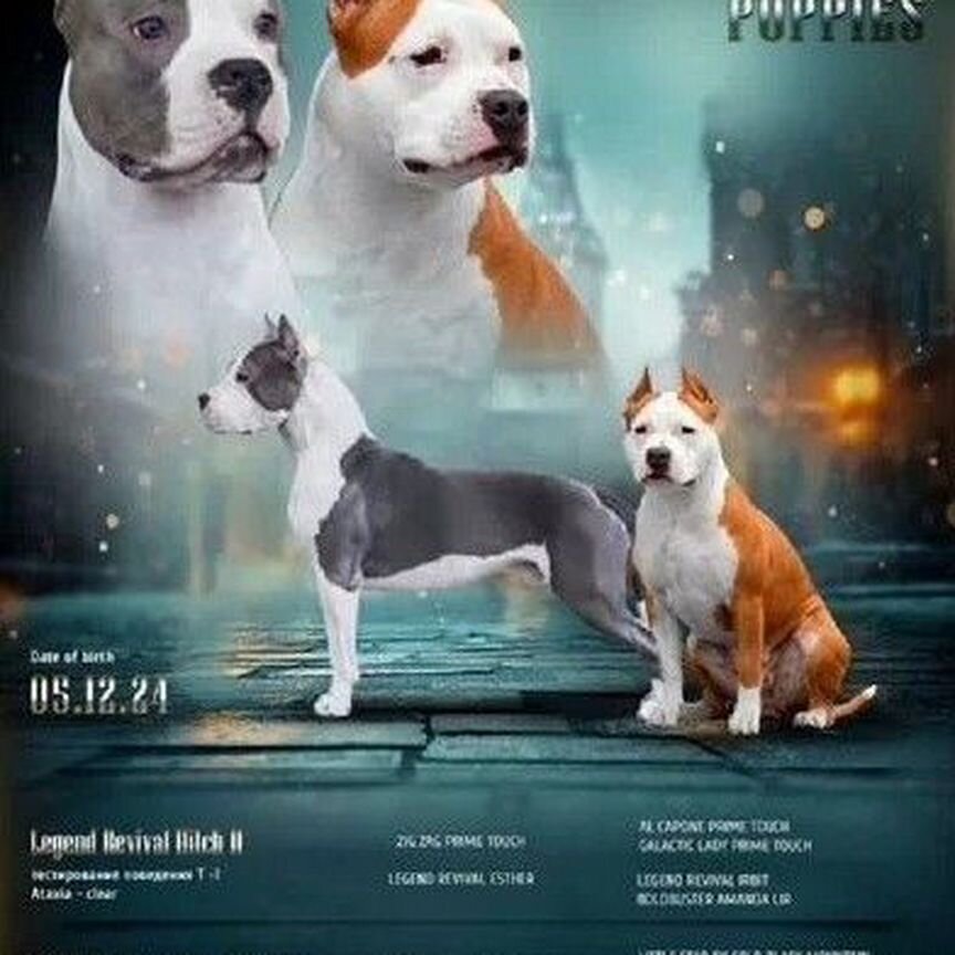 Стафорд/Щенки стаффордширского терьера/ амстафф