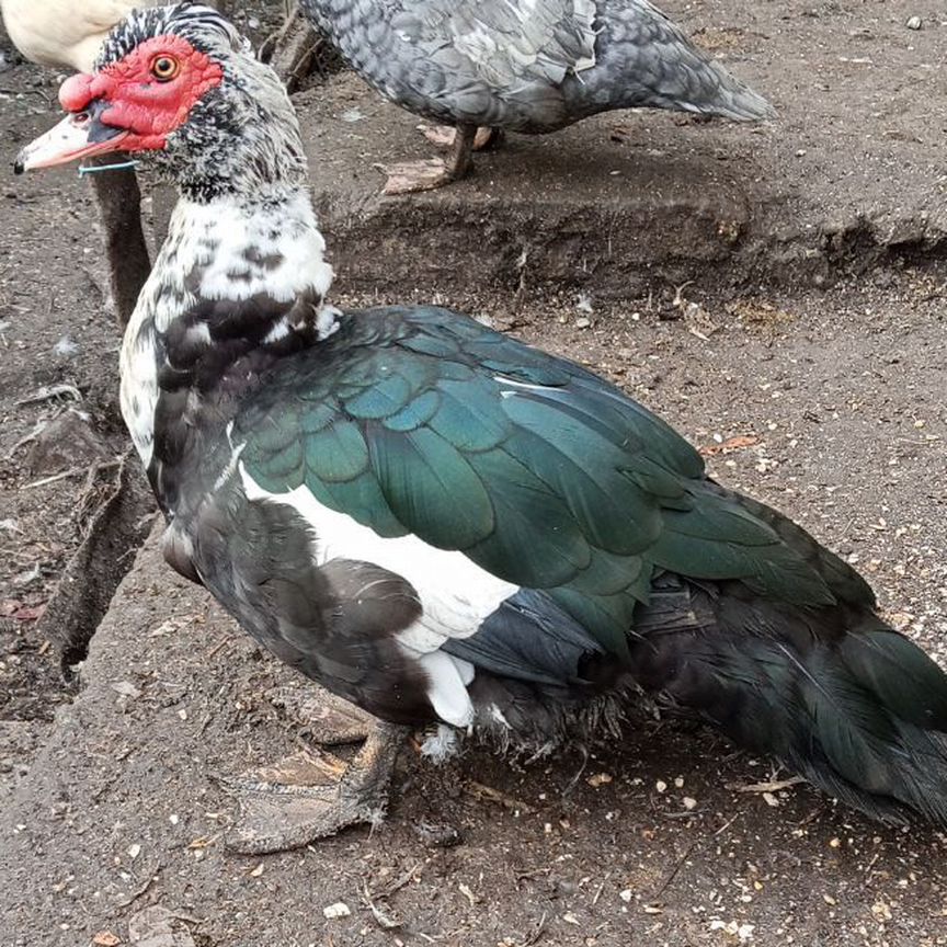 Селезень индоутки тяжелой линии