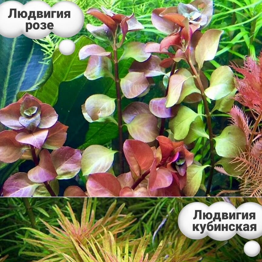 Аквариумные растение (часть 2)