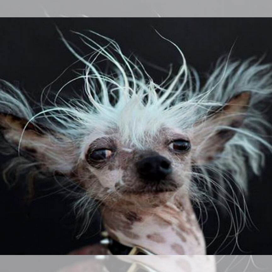 Китайская хохлатая