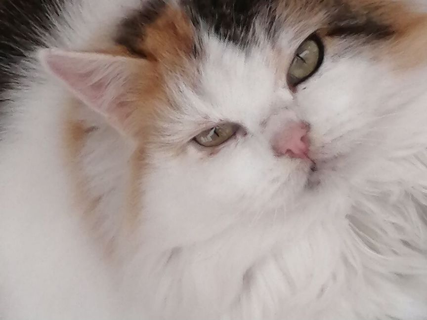 Кошечка