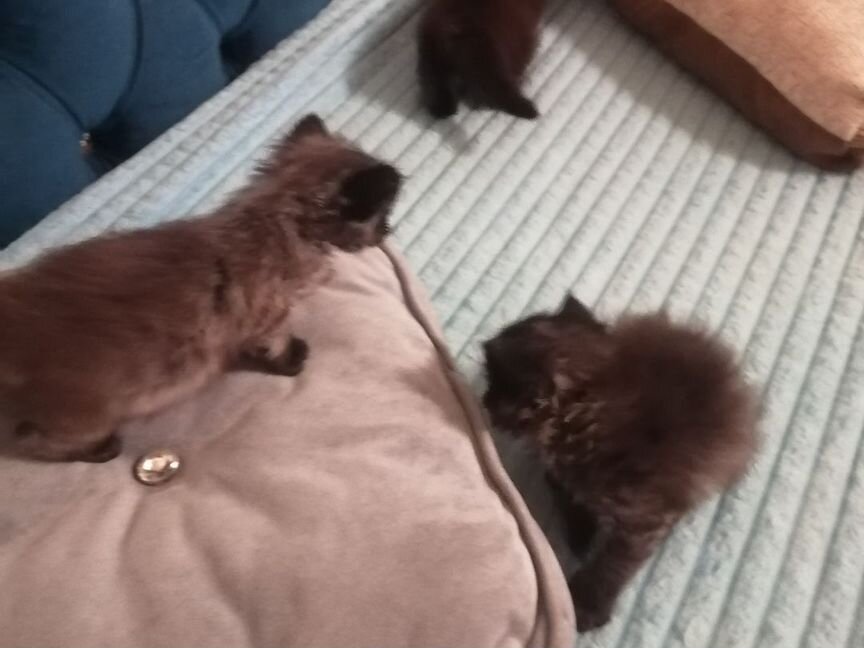 Домашние животные котята