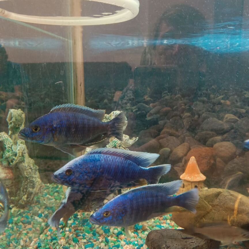 Аквариумные рыбы цихлиды