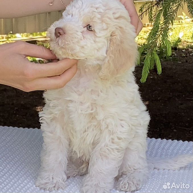 Лаготто романьоло