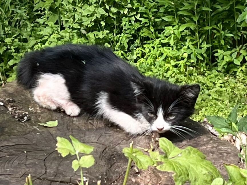 Помогите спасти котят