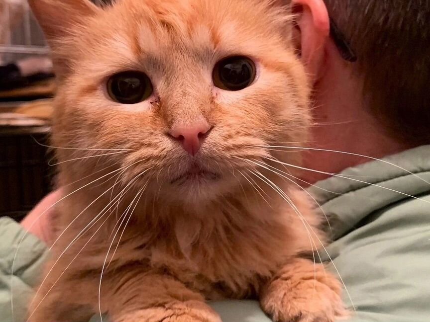 Рыжая кошка