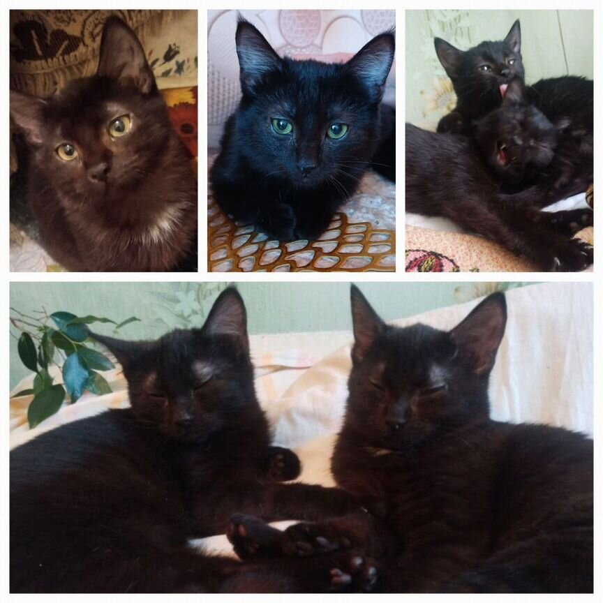 Котята ищут семью