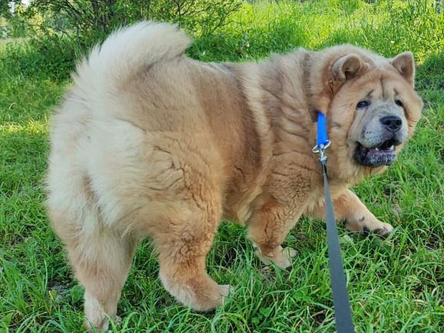 Девочка Смуф 7 месяцев