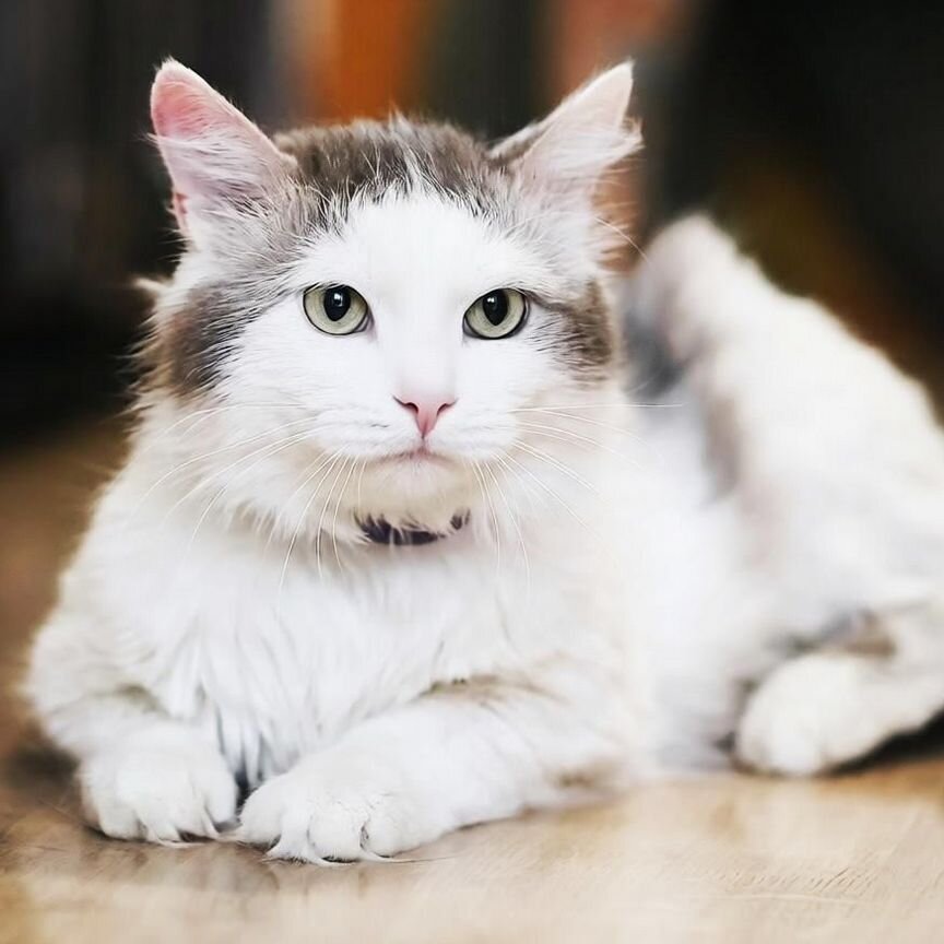 Норвежский лесной, взрослый кот