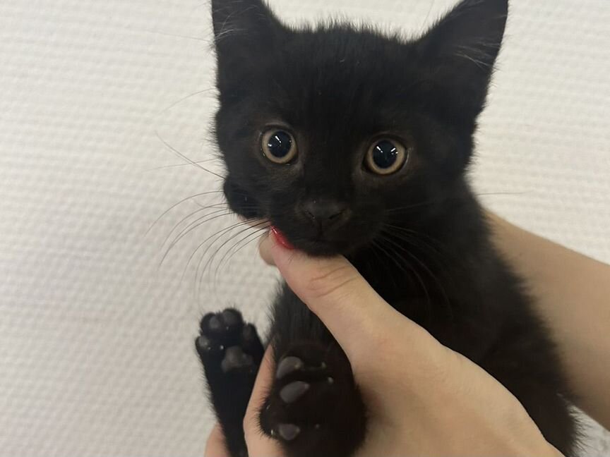 Черный котенок