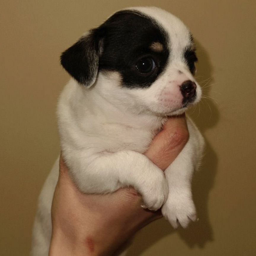 Чихуахуа, щенок