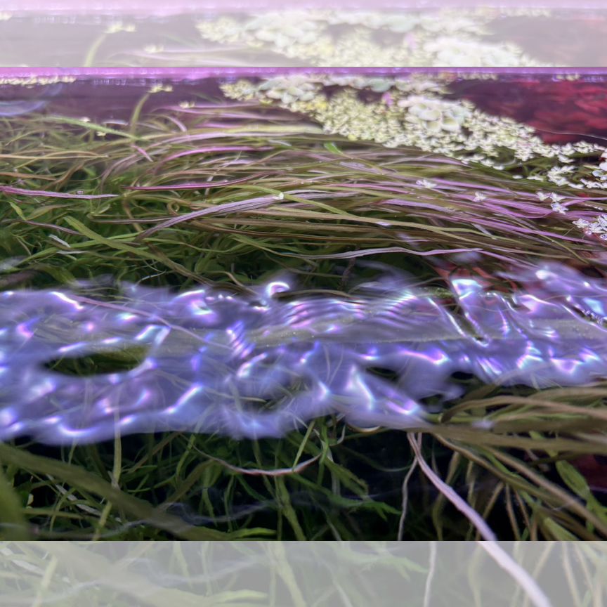 Погостемон октопус - аквариумное растение