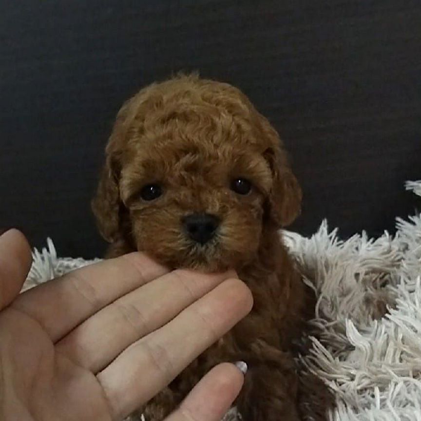 Той-пудель, щенок